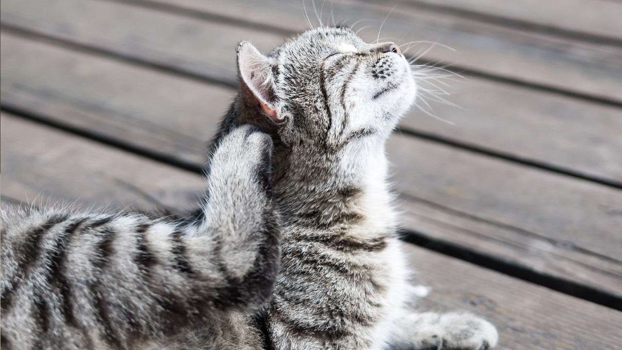 How to treat and manage an itchy cat - VetChat Blog