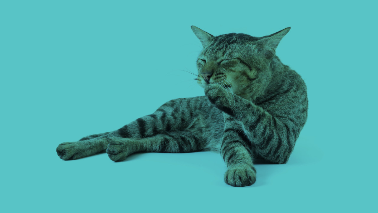 How to manage minor wounds and skin irritations on your cat! - VetChat Blog